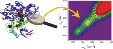 2D-IR spectroscopy: ultrafast insights into biomolecule structure and ...