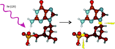 Photodamage to isolated mononucleotides—photodissociation spectra and ...