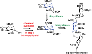 Chemical synthesis of UDP-Glc-2,3-diNAcA, a key intermediate in cell ...