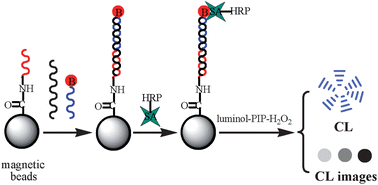 Magnetic bead-based DNA hybridization assay with chemiluminescence and ...