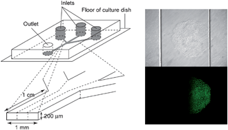 Microfluidic culture of single human embryonic stem cell colonies - Lab ...