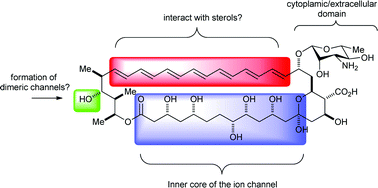 Synthesis and biological evaluation of amphotericin B derivatives ...