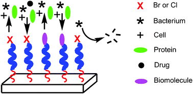 Surface-initiated atom transfer radical polymerization—a technique to ...
