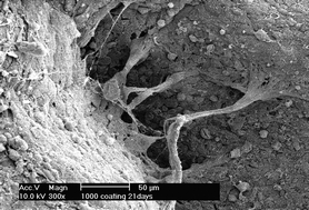 Extracellular matrix and tissue engineering applications - Journal of ...