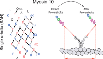 When a predicted coiled coil is really a single α-helix, in myosins and ...