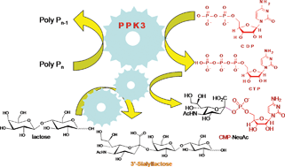 Enzymatic synthesis of sialylation substrates powered by a novel ...