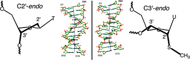 A conformational transition in the structure of a 2′-thiomethyl ...