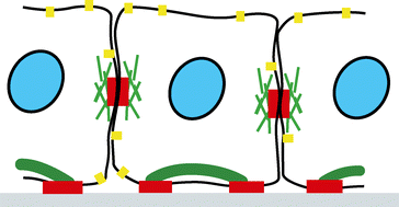 Physics puzzles on membrane domains posed by cell biology - Soft Matter ...