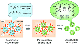 Enzyme encapsulation in microparticles composed of polymerized ionic ...