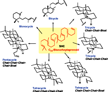Cyclization cascade of the C33-bisnorheptaprenoid catalyzed by ...