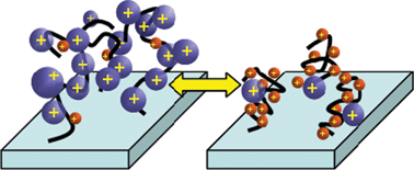 Protonation-induced transitions in a DNA brush - Soft Matter (RSC ...