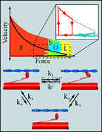 Hysteresis in cross-bridge models of muscle - Physical Chemistry ...