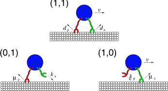 Enhancement of cargo processivity by cooperating molecular motors ...