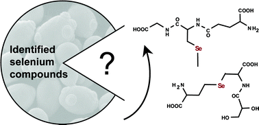 Identification of anionic selenium species in Se-rich yeast by ...