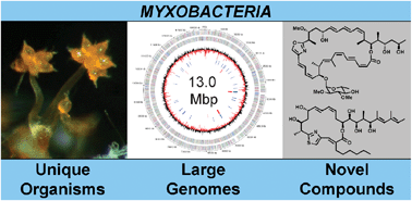 Myxobacteria—‘microbial factories’ for the production of bioactive ...
