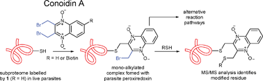 Identification of conoidin A as a covalent inhibitor of peroxiredoxin ...