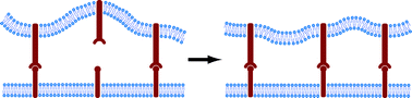 Binding cooperativity of membrane adhesion receptors - Soft Matter (RSC ...