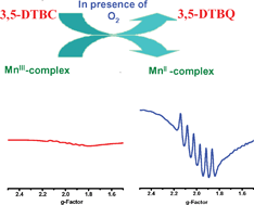 Mono- and dinuclear manganese(III) complexes showing efficient catechol ...