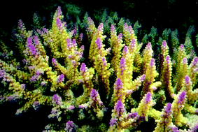 Effects of solar ultraviolet radiation on coral reef organisms ...