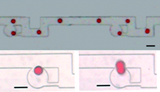 On-demand microfluidic droplet trapping and fusion for on-chip static ...