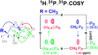 Probing phosphorylation by non-mammalian isoprenoid biosynthetic ...