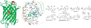 Green fluorescent protein: structure, folding and chromophore ...