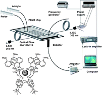 Fluorimetric lead detection in a microfluidic device - Lab on a Chip ...