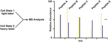 Labeling strategies in mass spectrometry-based protein quantitation ...