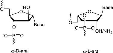 Synthesis and hybridization studies of α-configured arabino nucleic ...