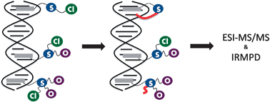 Interactions of sulfur-containing acridine ligands with DNA by ESI-MS ...