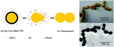 Synthesis of gold nanopeanuts by citrate reduction of gold chloride on ...