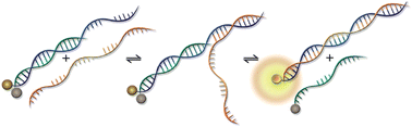 Hybridization kinetics of double-stranded DNA probes for rapid ...