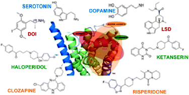 Molecular modeling and docking studies of human 5-hydroxytryptamine 2A ...