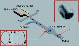 Generation of Janus alginate hydrogel particles with magnetic ...