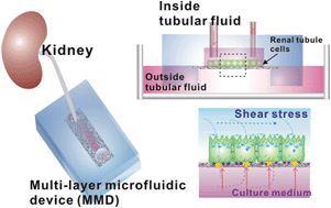 A multi-layer microfluidic device for efficient culture and analysis of ...