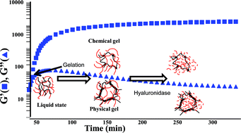 Controlled remodeling of a protein-polysaccharide mixed gel: examples ...