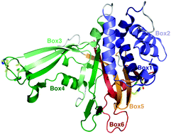 Dissection of USP catalytic domains reveals five common insertion ...
