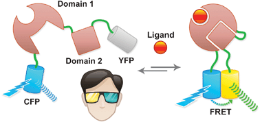 Genetically encoded biosensors based on engineered fluorescent proteins ...