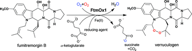 FtmOx1, a non-heme Fe(ii) and α-ketoglutarate-dependent dioxygenase ...