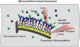 Microcantilever-based platforms as biosensing tools - Analyst (RSC ...