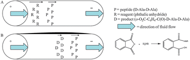 On-capillary derivatization using a hybrid artificial neural network-genetic algorithm approach ...