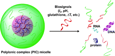 Biosignal-sensitive polyion complex micelles for the delivery of biopharmaceuticals - Soft ...