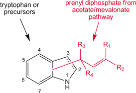 Prenylated indole derivatives from fungi: structure diversity ...