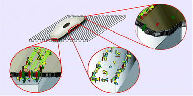 Substrate topography shapes cell function - Soft Matter (RSC Publishing)