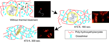 Diffusion processes of single fluorescent molecules in a polymer-based ...