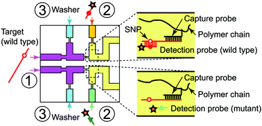 SNP genotyping of unpurified PCR products by sandwich-type affinity ...