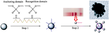 Stable silver nanoparticle–DNA conjugates for directed self-assembly of ...