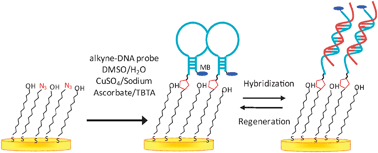 Folding-based electrochemical DNA sensor fabricated by “click ...