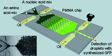 A PMMA microfluidic droplet platform for in vitroprotein expression ...