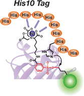 Site-specific covalent labeling of His-tag fused proteins with a ...